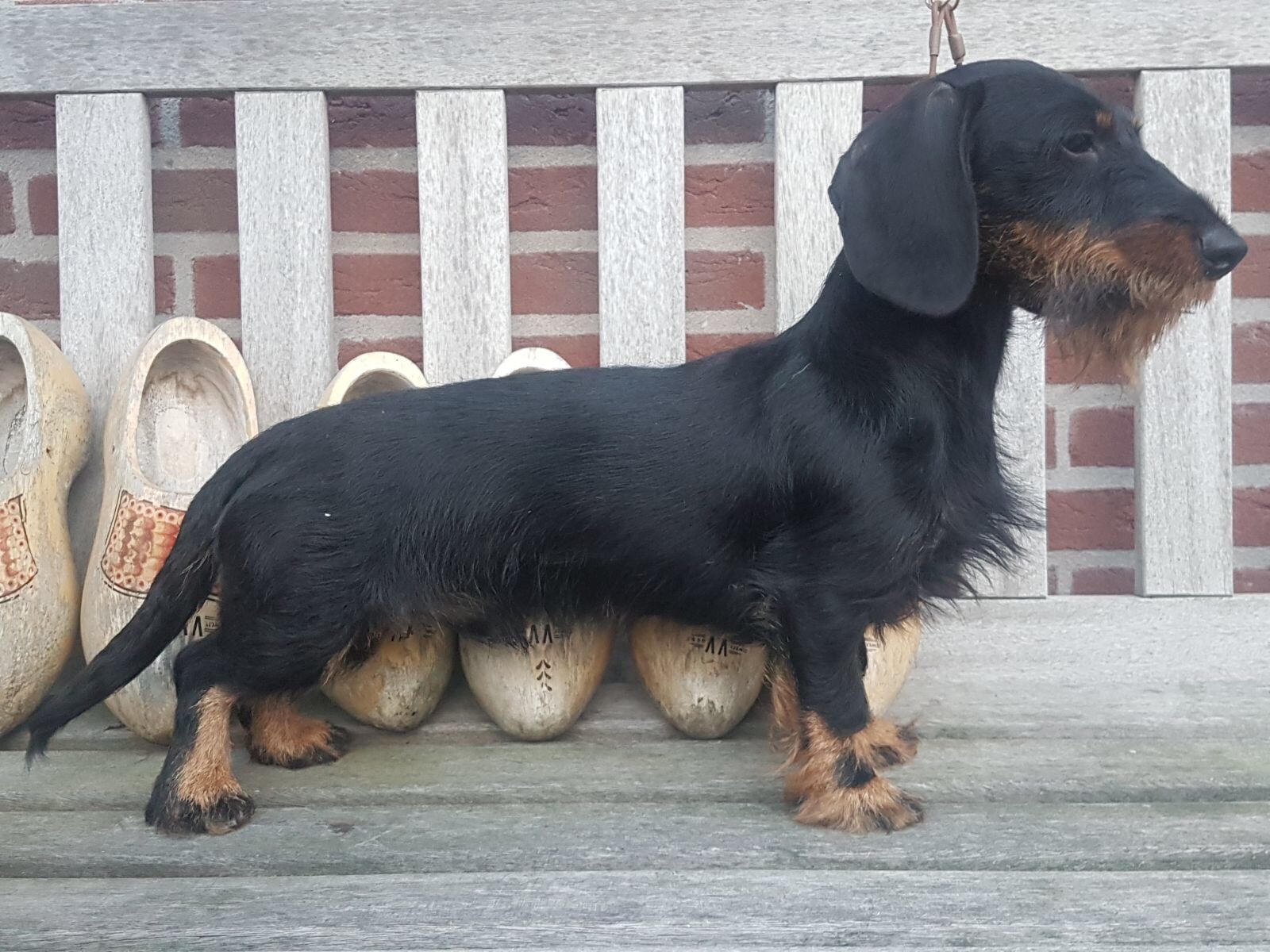 Dwerg en Kaninchen Ruwhaar teckels | Of the Aladna's Home