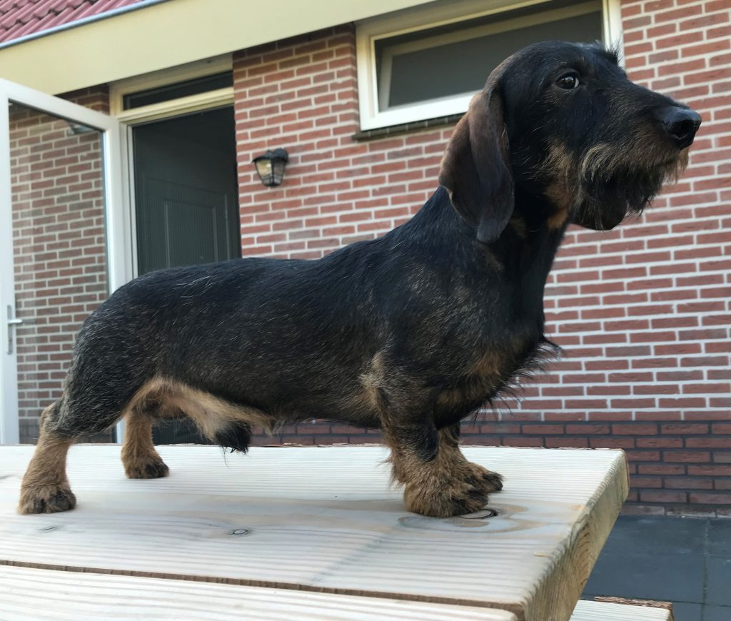 Dwerg en Kaninchen Ruwhaar teckels | Of the Aladna's Home