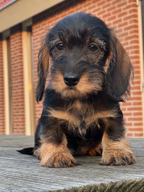 Dwerg, Kaninchen teckel pups en Welsh Corgi Pembrokes met stamboom